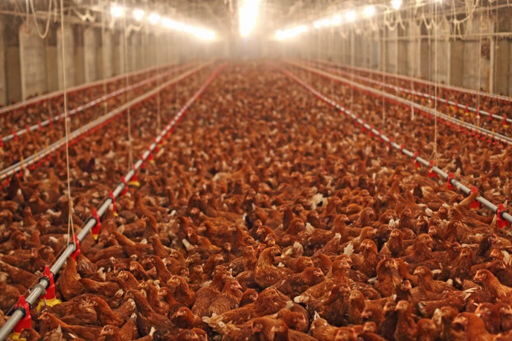 Aves de corral, cambios en las plantas de beneficio animal
